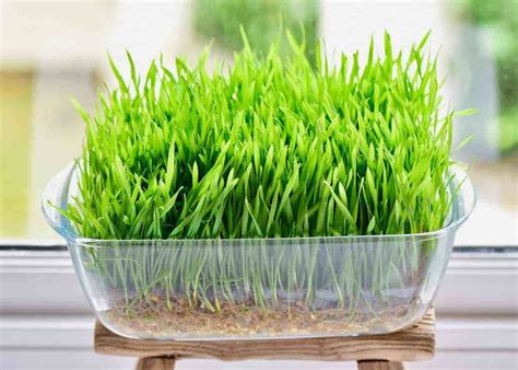How To Grow Wheatgrass Storables