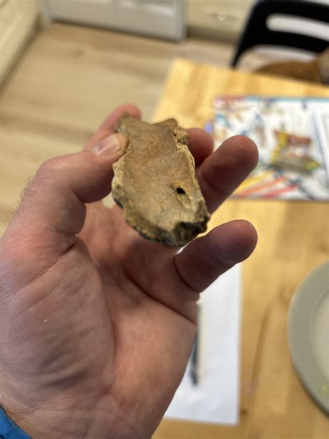 fossil found please help id fossil id the fossil forum