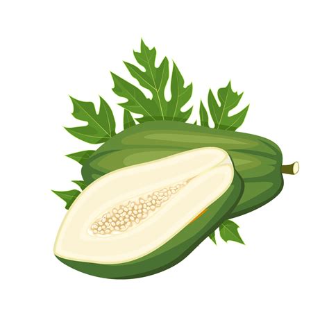Vector Illustration Unripe Papaya Fruit With Green Leaves Isolated