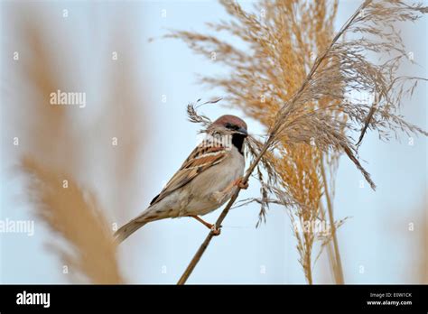 Eurasian Tree Sparrow Nesting Behavior Hi Res Stock Photography And Images Alamy