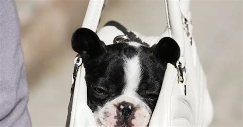 法鬥犬的10大優點，難怪那麼多人養，一點都不過分！ 壹讀