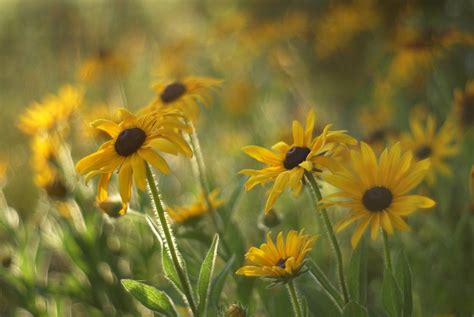 Like4like Rudbeckia Hirta 가을 검은 수잔 겨울 경치 계절 꽃 꽃가루 꽃봉오리 꽃이 피는 꽃잎 노란색 녹색 농촌의 담쟁이덩굴