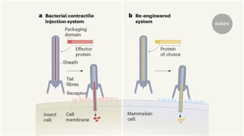 Mix And Match Tools For Protein Injection Into Cells Flipboard