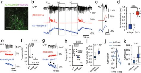 Simultaneous Two Photon Voltage And Calcium Imaging In Download