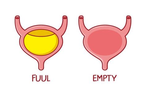 Full And Empty Human Bladder Organ Graphic By Rachmat280814 · Creative