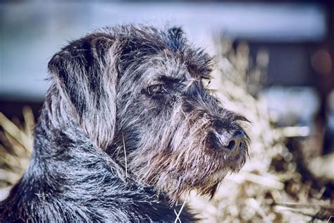 Premium Photo Close Up Of Hairy Dog