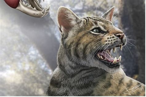 New Species Of Prehistoric Cat Discovered With Powerful Bite