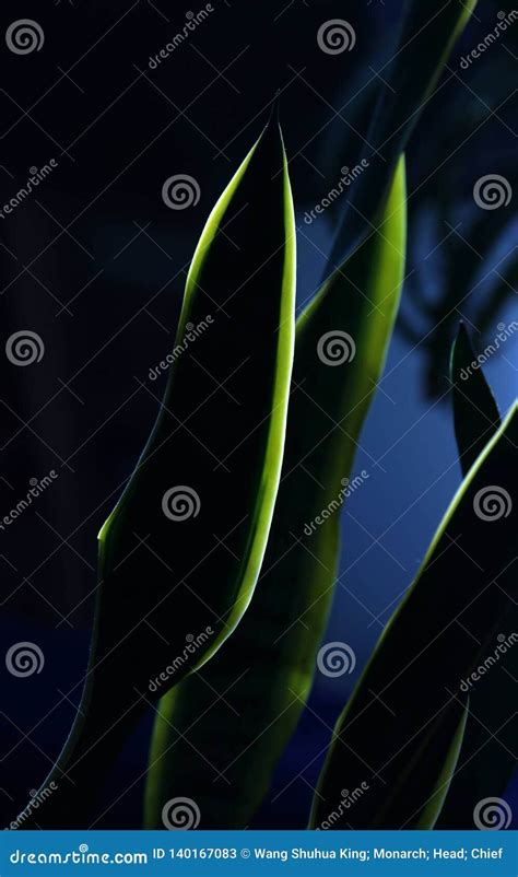Floral Leaf Mottle Leaf Mottled Leaf Stock Image Image Of Cattle