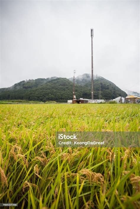 낭만적 인 관광 열차의 여름 가을 교통 강과 산의 교토 전망 0명에 대한 스톡 사진 및 기타 이미지 0명 Inari