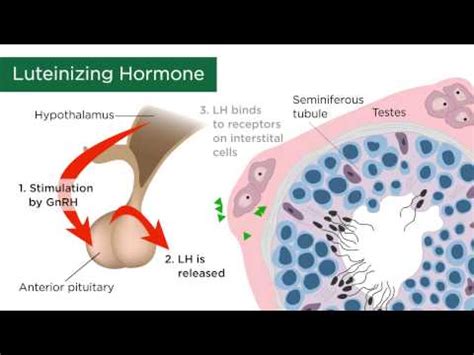 Luteinizing Hormone