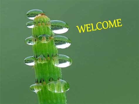 Gene Regulation In Prokaryotes Pptx Genetics Science