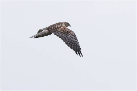 大陸型チュウヒ雄 02 季節の風