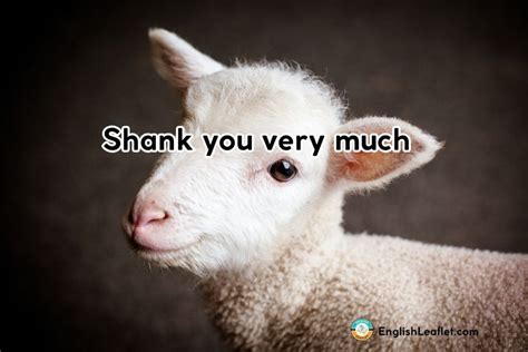 145 Lamb Puns That Are Un Baa Lievable Englishleaflet