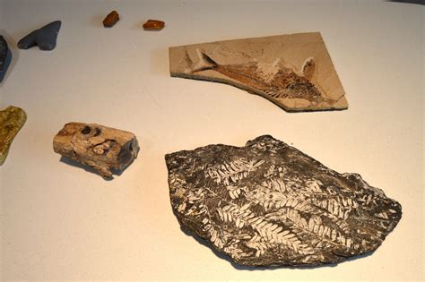 Fossil Lab Field Trip Schiele Museum