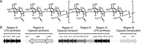 Schematic Representation Of The Capsule Structure And Capsule Gene Download Scientific Diagram