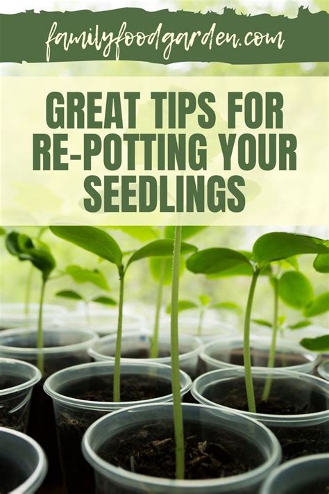 The Best Ways To Fix Leggy Seedlings How To Prevent Leggy Seedlings
