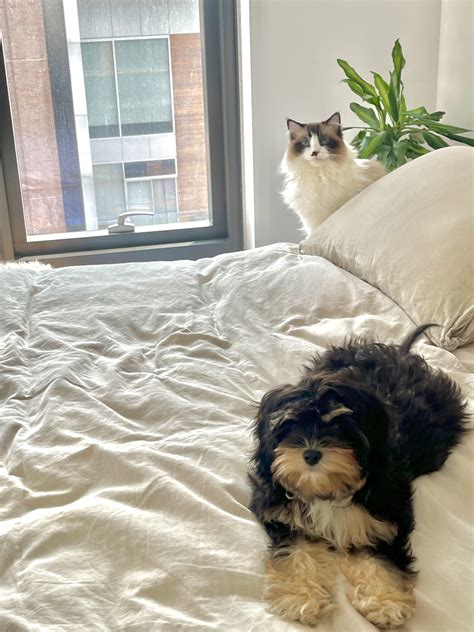 The Closest Theyve Gotten Rcavapoo