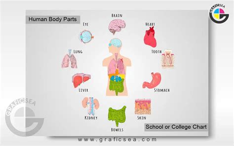 Human Body Parts Cdr Vector Chart Design Free Download Graficsea