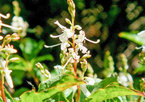 ホツツジの育て方と花や葉など植物の特徴をわかりやすく解説