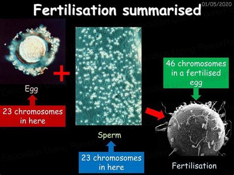 Biology Inheritance Variation And Evolution Education Using Powerpoint