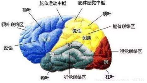 大脑结构解析 Csdn博客