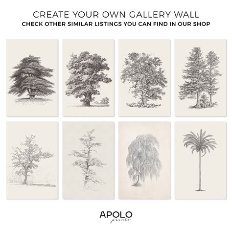 Loblolly Pine Tree Sketch Print Vintage Botanical Drawing Etsy