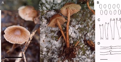 The Basidiocarp A And Microscopic Features B~d Of Gymnopus