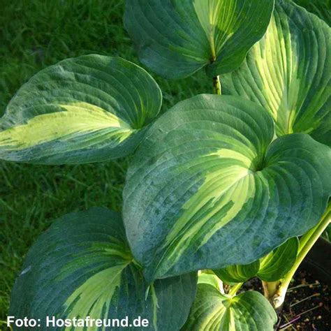 Hosta 'Dream Queen' - Stauderiket - Blogg