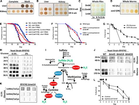 Figure 6 From Endogenous Hydrogen Sulfide Production Is Essential For