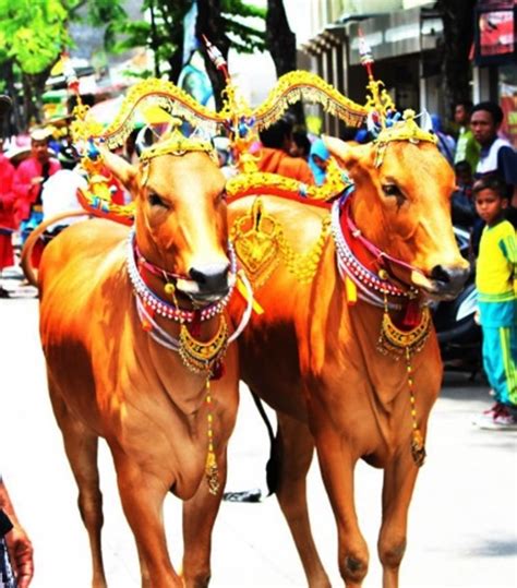 Sape Sono Cantik Dan Mulusnya Sapi Sapi Madura Merahputih