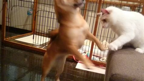 Ragdoll Cat Mugi playing with Shiba Inu 柴犬と遊ぶラグドール YouTube