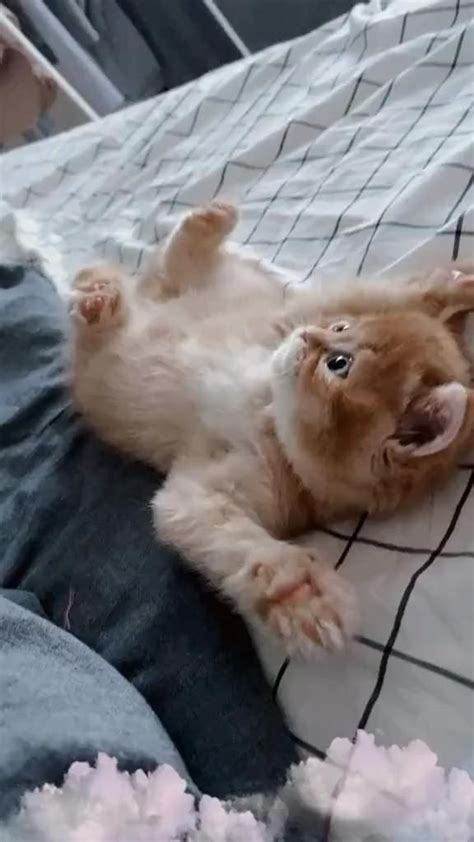 Pin De Just Cuteness😻 Em Cute Kittens Em 2024 Imagens De Gato E