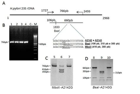 Molecular Diagnosis Of Helicobacter Pylori By Pcr And Rlfp Detection Of Download Scientific