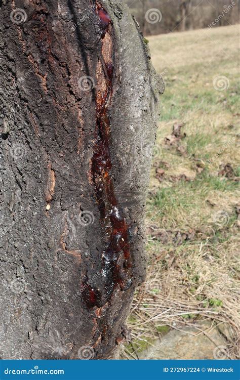 Closeup Shot Of The Sap Oozing Out Of The Tree Trunk In A Forest Stock