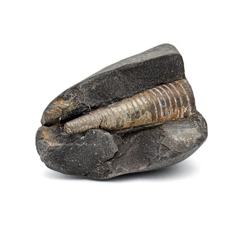 Tethys Ocean Floor Mini Museum