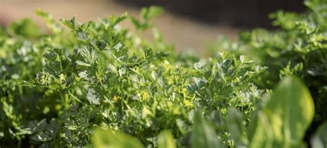 Camas Ervas Frescas Na Primavera Cebolas Verdes Naturais