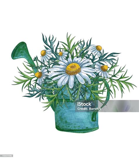 Atercolor 그림 정원 급수의 카모마일 꽃의 부케와 함께 할 수 있다 봄 야생화 꽃다발 귀여운에 대한 스톡 벡터 아트 및 기타 이미지 Istock