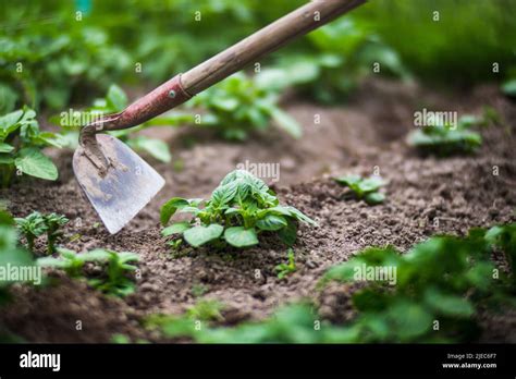 Weeding Strawberry Plants In The Garden Cultivated Land Close Up