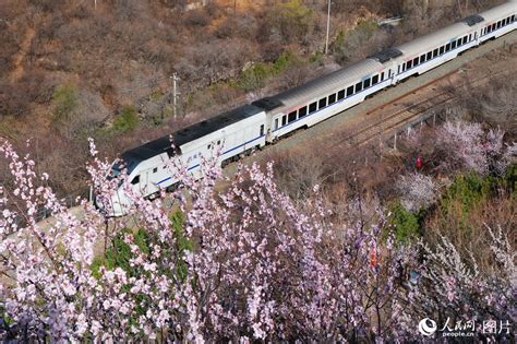 春天穿过花海的列车【3】 图片频道 人民网