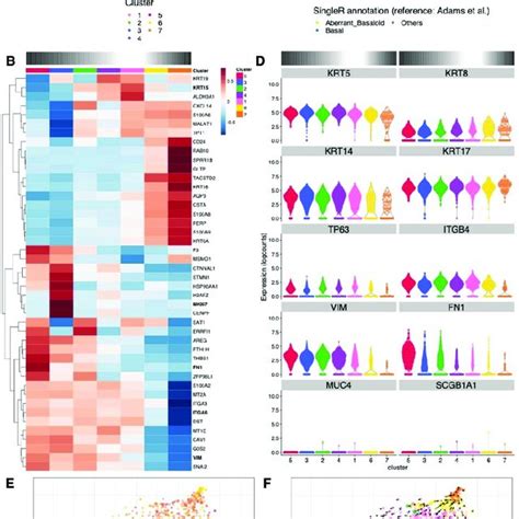 Clustering And Cell Type Annotation Of Alveolar Basal Cells Cultured In