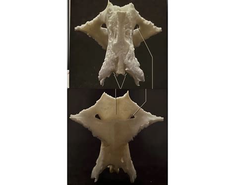 Presphenoid Quiz