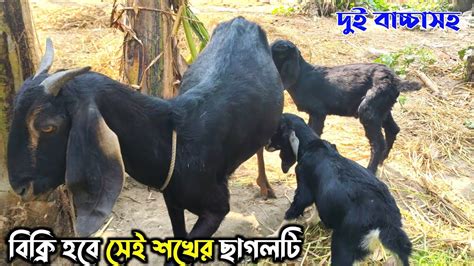 বিক্রি হবে আমার সেই শখের ছাগলটি এতো ভালো ছাগল কি সব সময় পাওয়া যায়