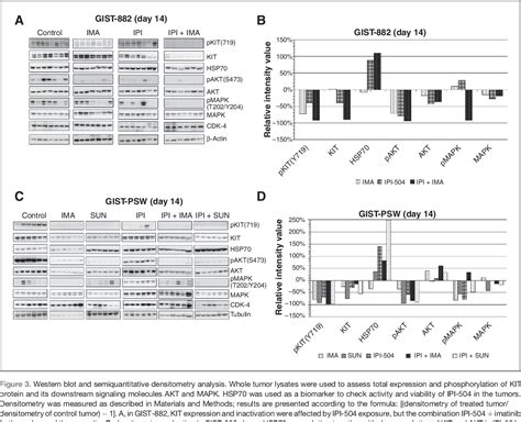 Figure 3 From The Heat Shock Protein 90 Inhibitor Ipi 504 Induces Kit