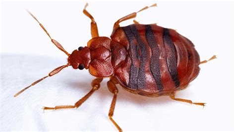 [100 ] Bed Bug Wallpapers