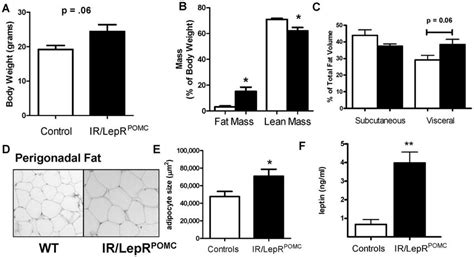 Increased Fat Mass And Intra Abdominal Adipocyte Hypertrophy In Ir Lepr