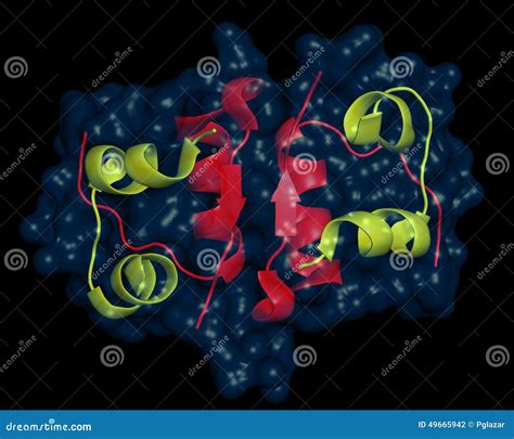 Insulin Dimer Stock Illustration Illustration Of Biology 49665942