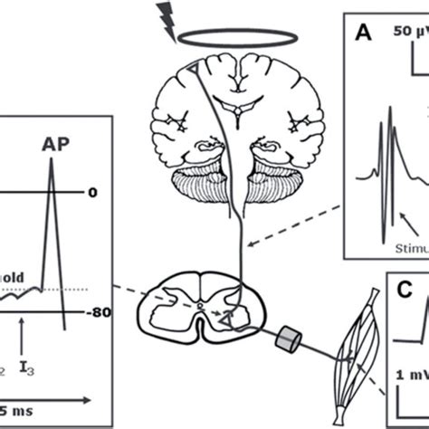 Tms Induced Motor Evoked Potential 28 Neurophysiological Basis Of Download Scientific