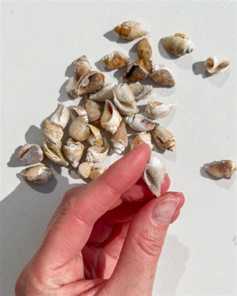 Fossilised Spiralite Quartz Shell
