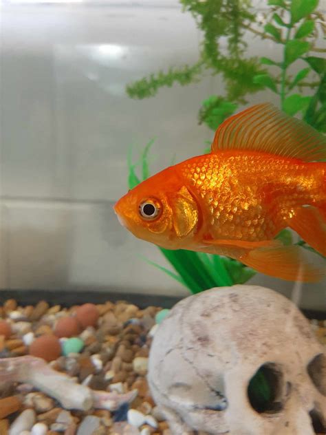 Cheeto Rehomed Jspca