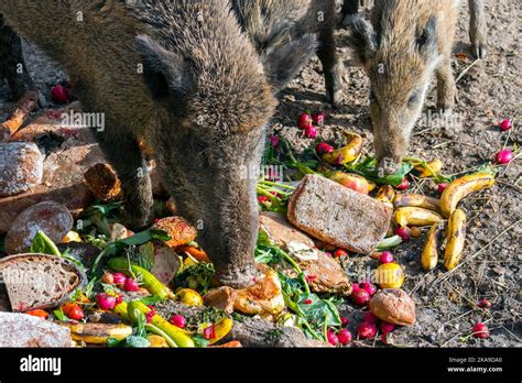 Surplus Food Expired Fruit And Spoiled Overdue Vegetables From Shops